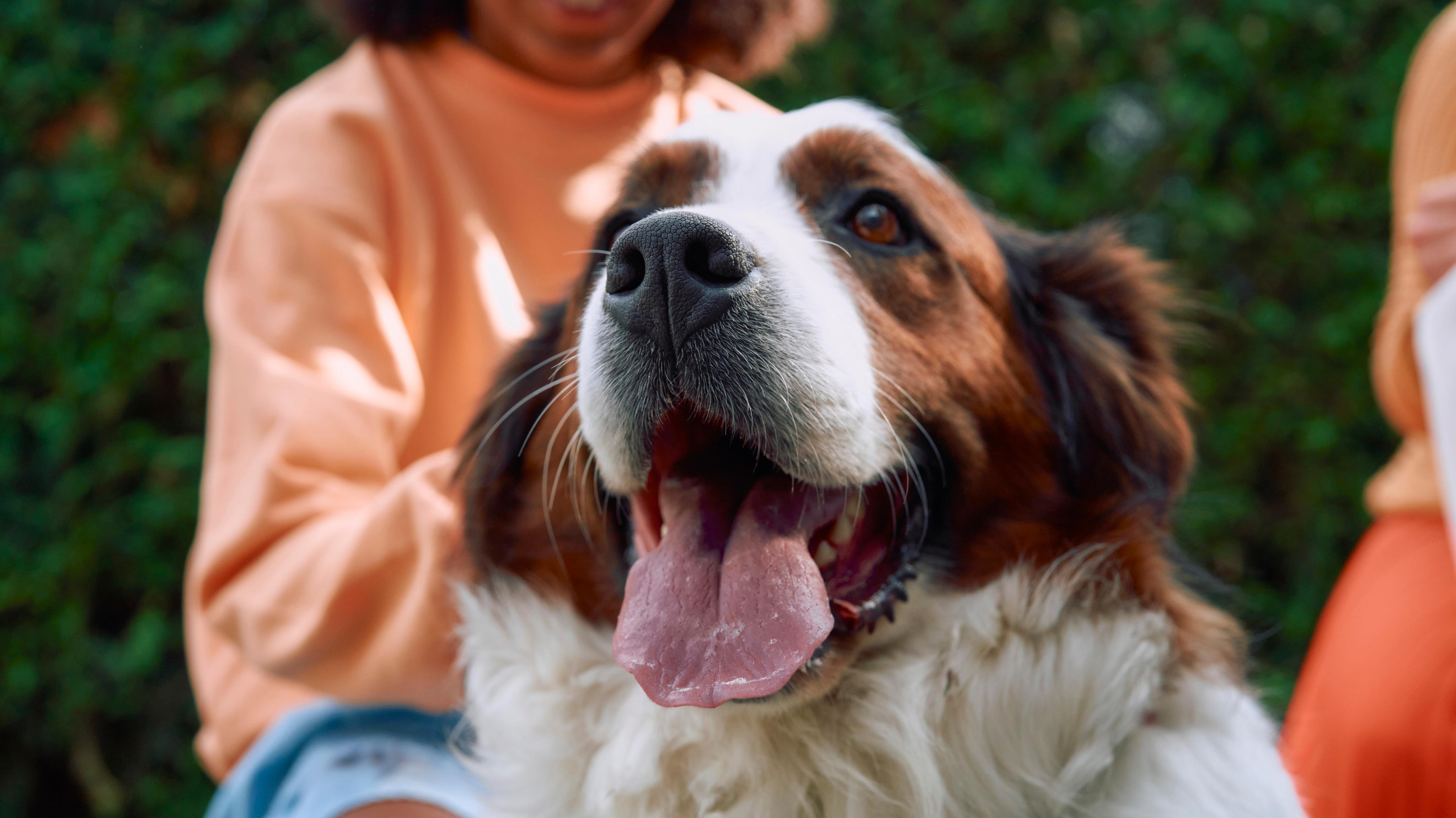 Boehringer Ingelheim Animal Health Hub