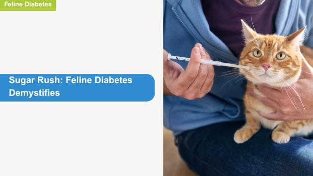 Boehringer Ingelheim Animal Health Hub