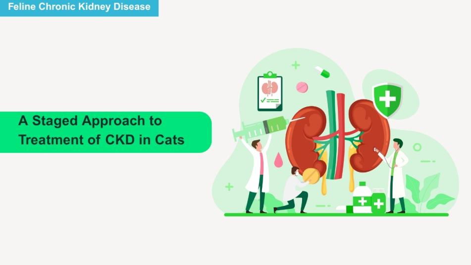 A Staged Approach to Treatment of CKD in Cats